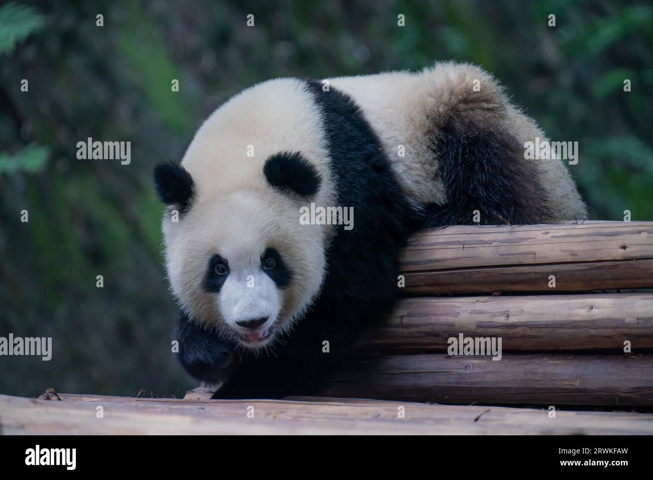 Cute giant pandas at Chongqing Zoo, Chongqing, China. 17th Sep, 2023 ...