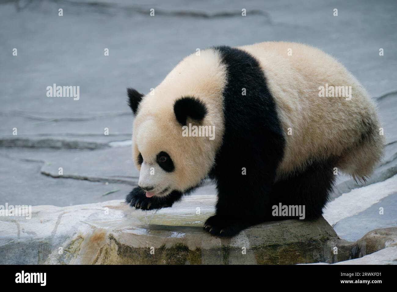 Cute giant pandas at Chongqing Zoo, Chongqing, China, 17 September ...