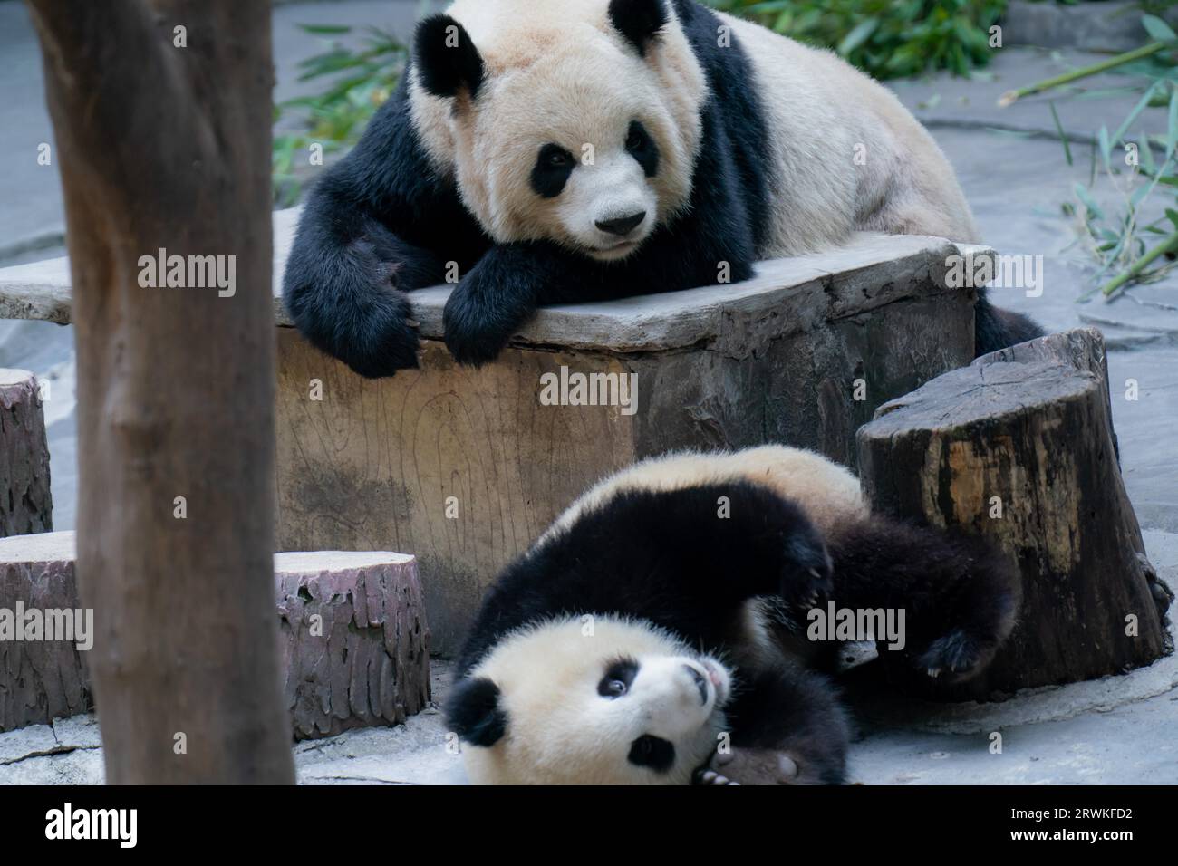 Cute giant pandas at Chongqing Zoo, Chongqing, China, 17 September ...