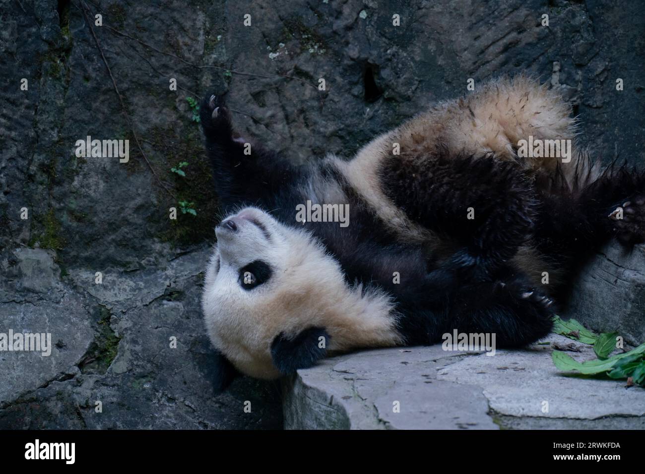 Cute giant pandas at Chongqing Zoo, Chongqing, China, 17 September ...