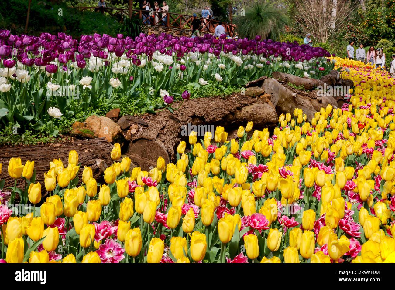 Tulip Season at Araluen Botanic Park Stock Photo - Alamy