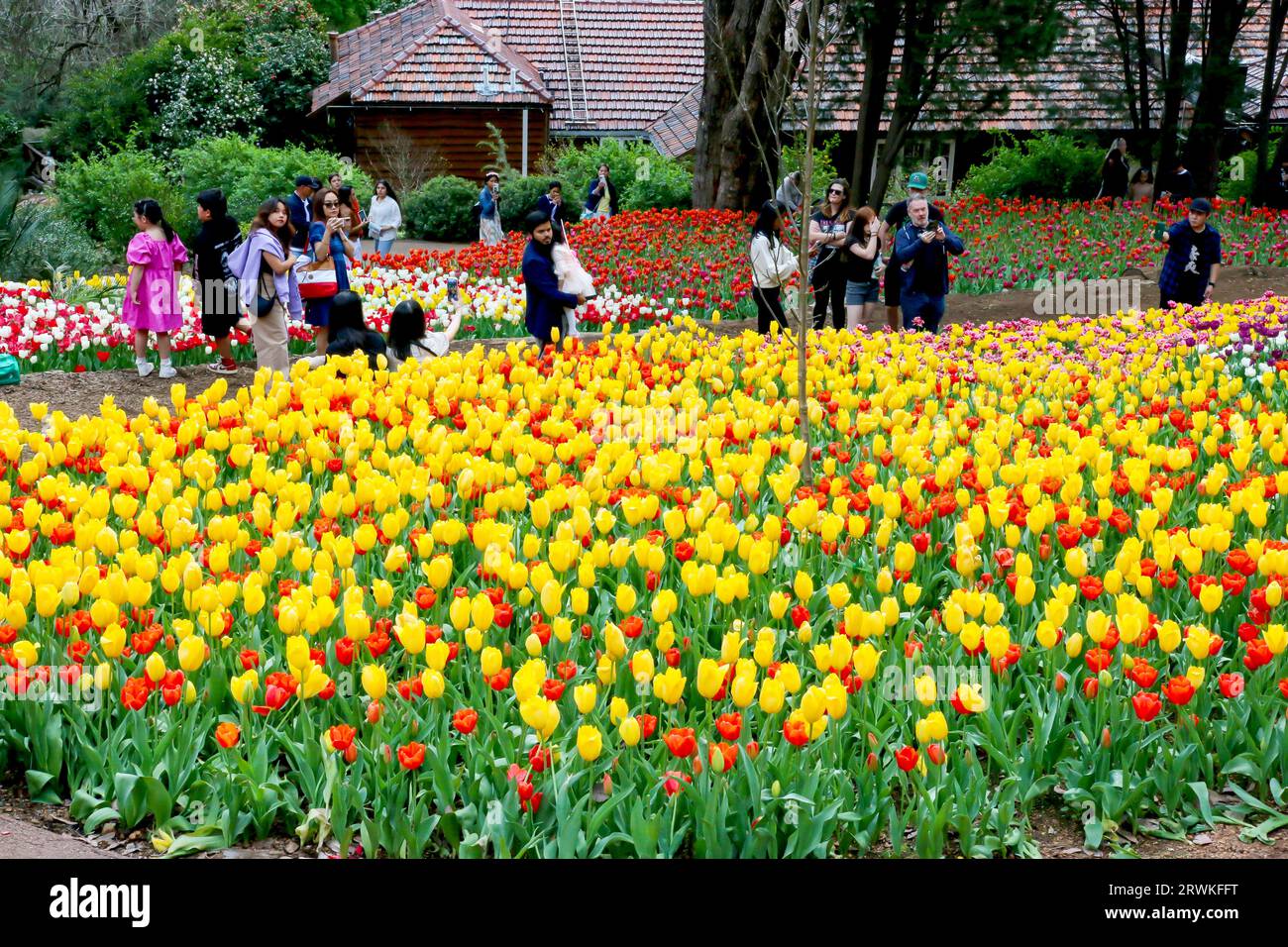 People taking photos of Tulips in Bloom at Araluen Botanic Park during ...