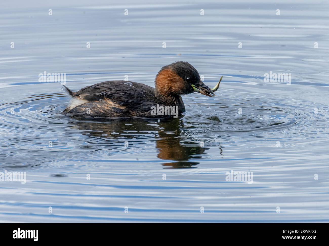Adult little grebe bird, also known as a dab chick, catching small ...
