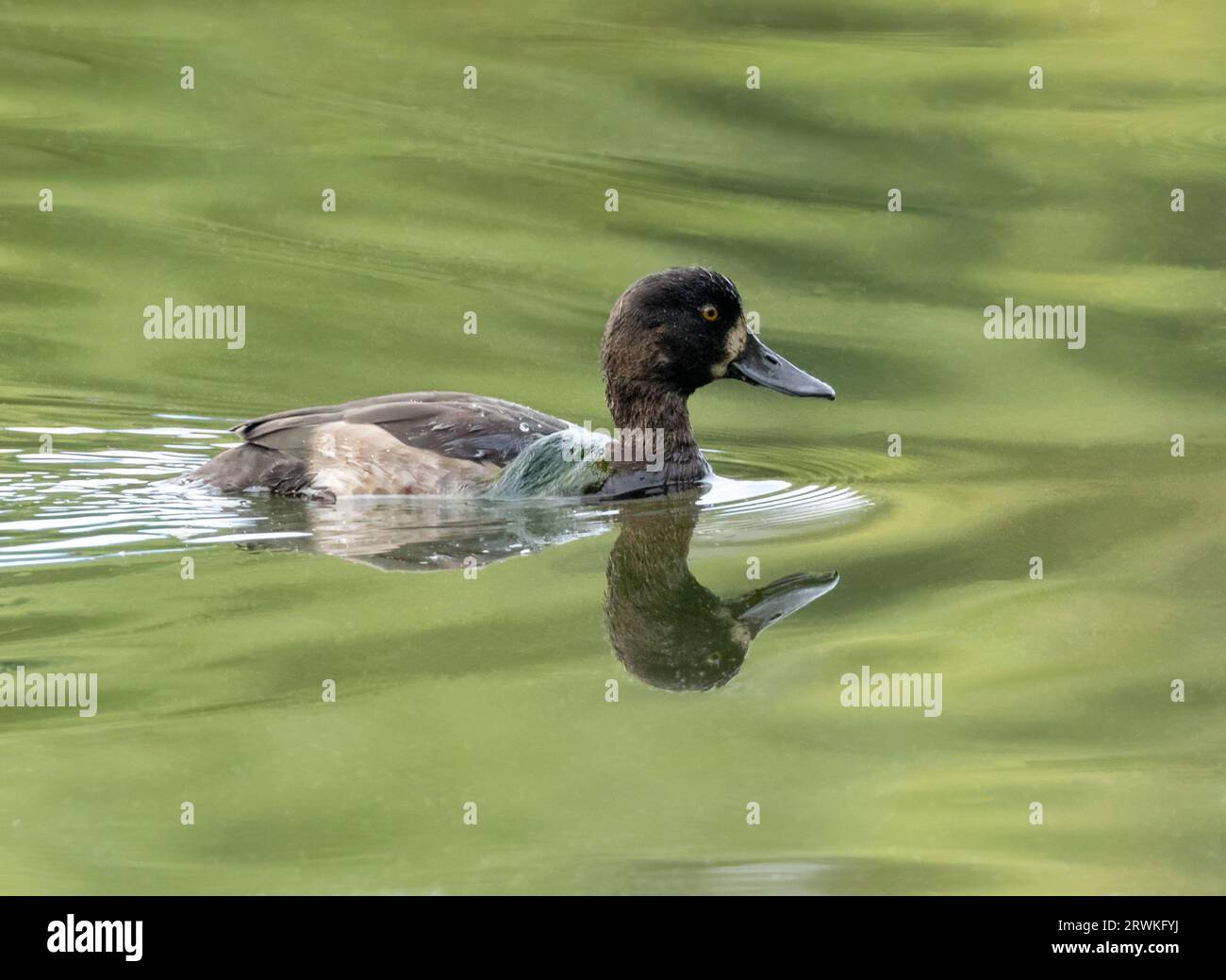 Female tufted duck swimming in the colourful water pond with water ...
