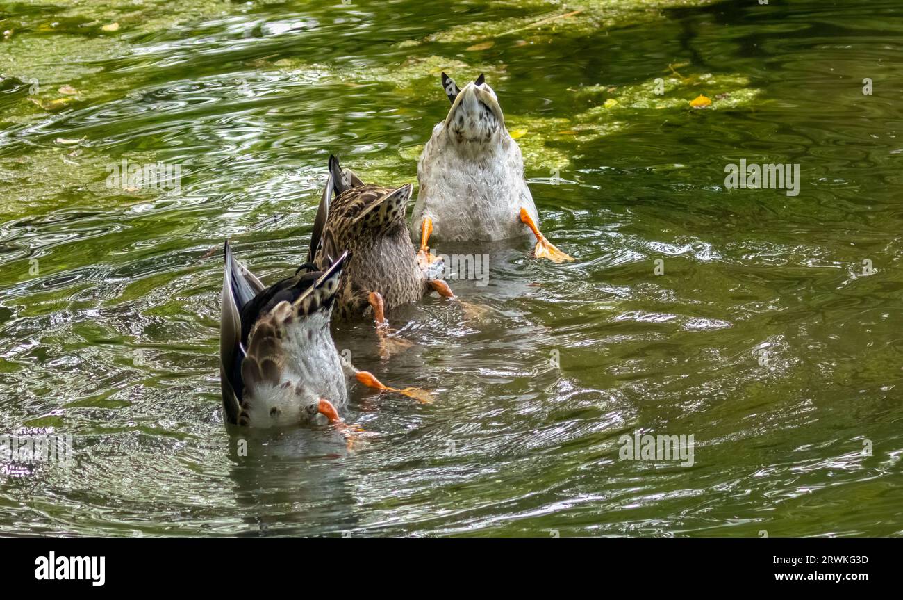 Bottoms hi-res stock photography and images - Alamy