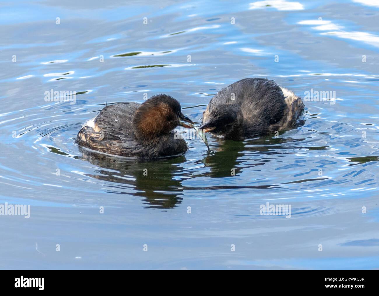 Adult little grebe, otherwise known as a dabchick, catching fish to ...
