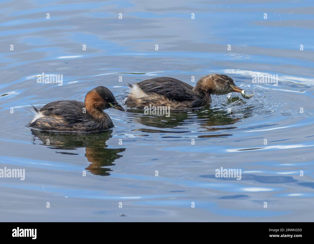 Adult little grebe, otherwise known as a dabchick, catching fish to ...