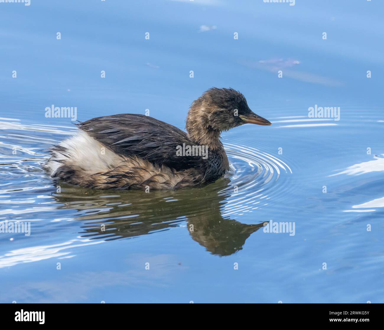 Juvenile little grebe, also called a dabchick, baby bird swimming in ...