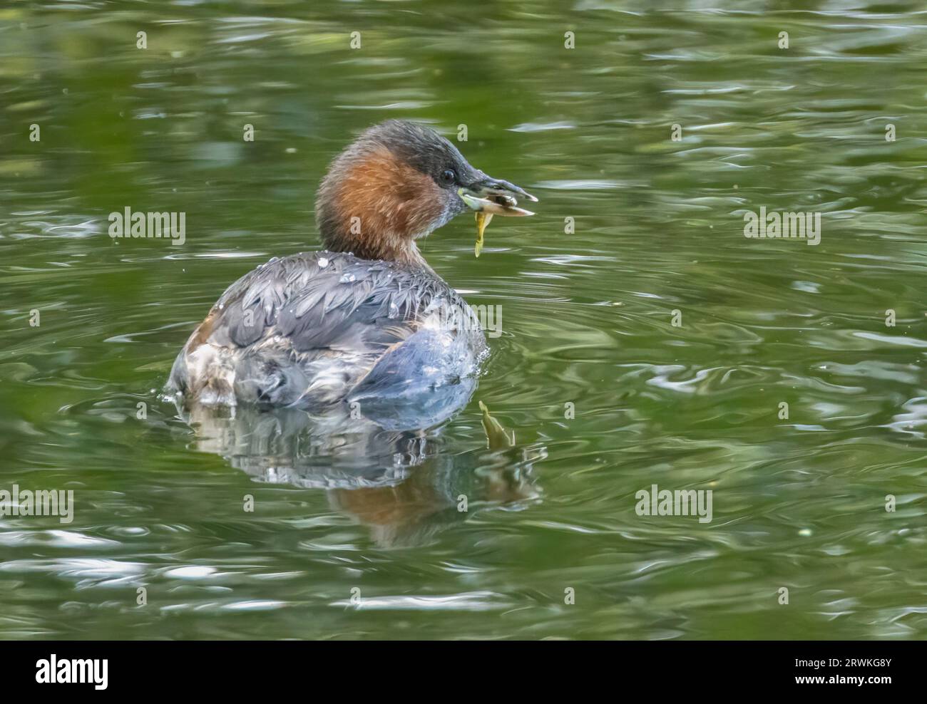 Adult little grebe bird, also known as a dab chick, catching small ...