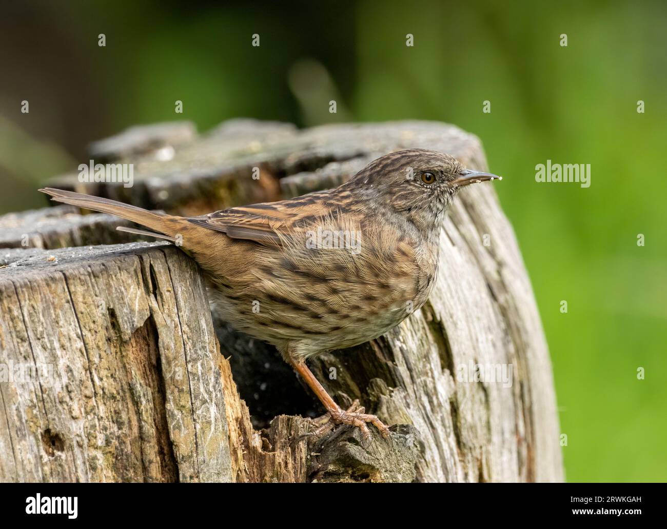 Beautiful little brown bird, the dunnock, also called a hedge sparrow ...