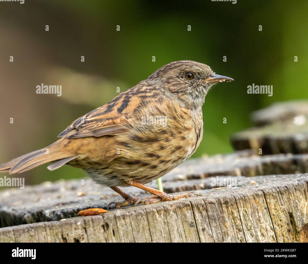 Beautiful little brown bird, the dunnock, also called a hedge sparrow ...