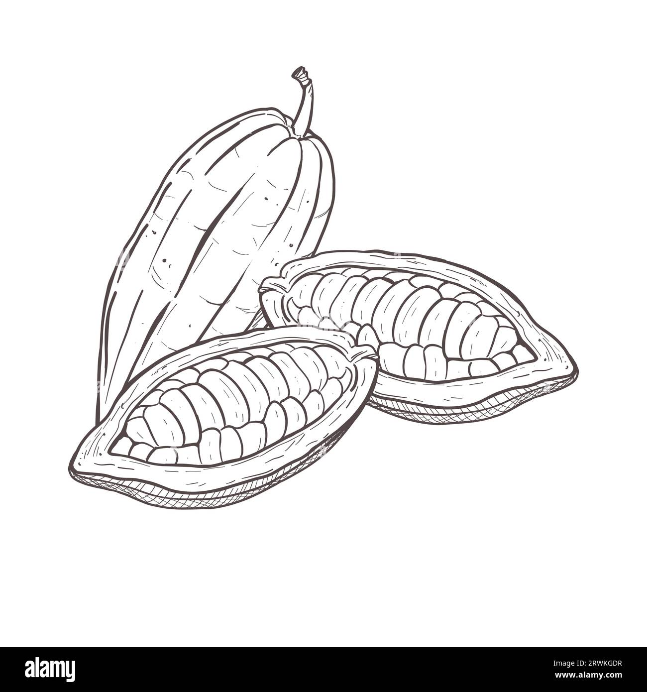 Vector illustration set of three peeled and unpeeled cocoa beans. You ...