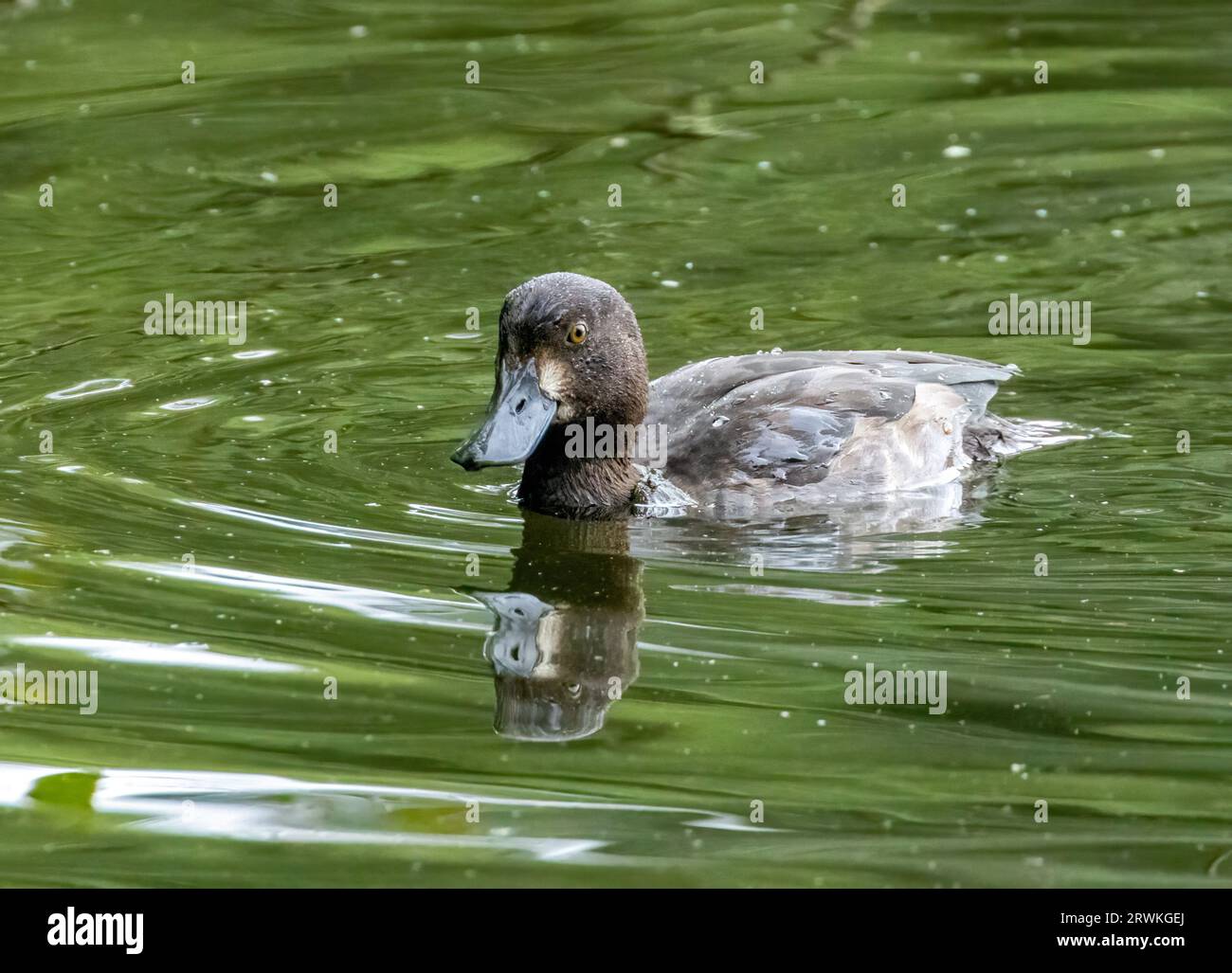 Female tufted duck swimming in the colourful water pond with water ...