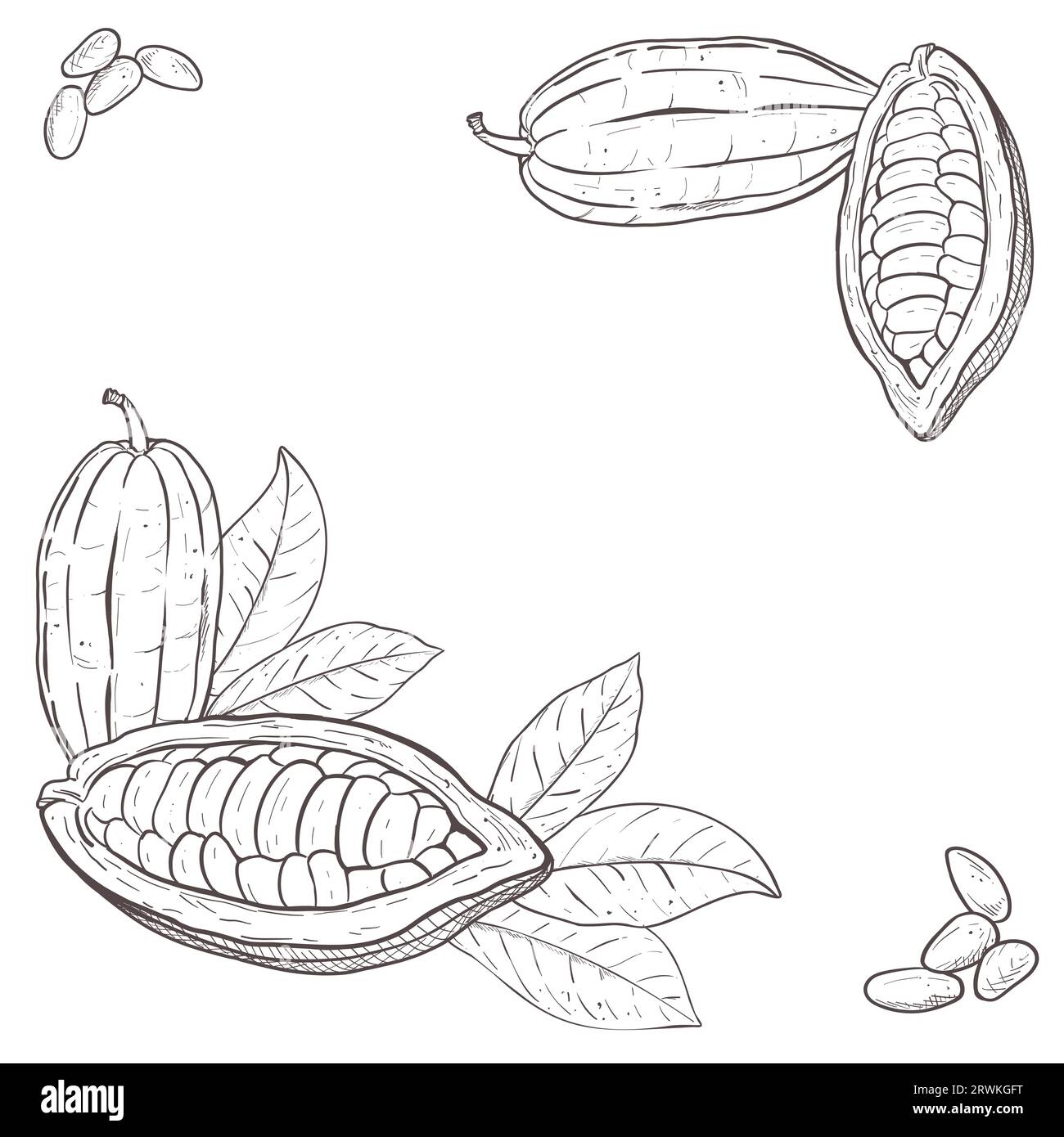 Vector illustration square set of cocoa leaves, peeled and closed beans ...