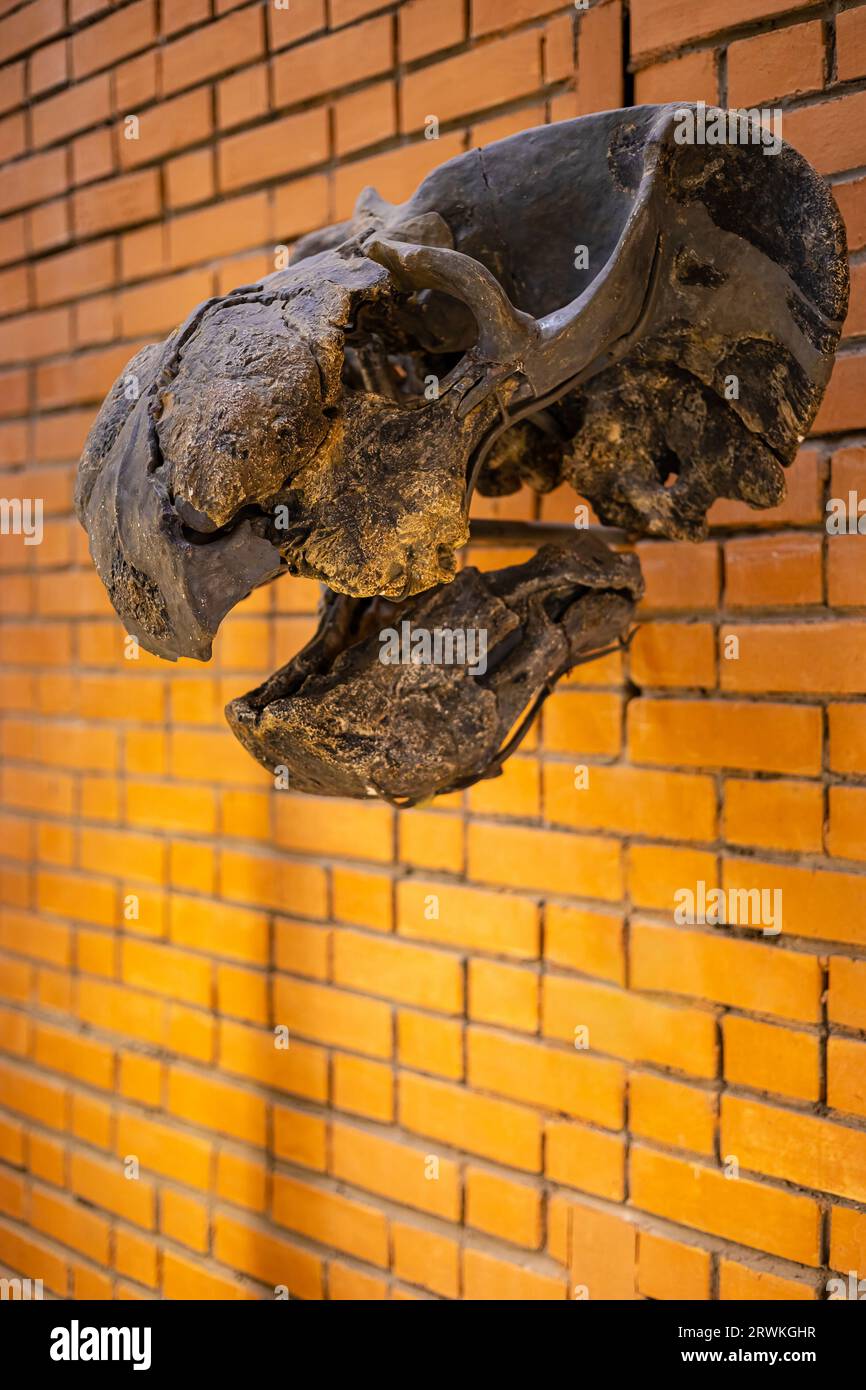 Moscow, Russia - July 27, 2023: skull of a prehistoric animal in the ...