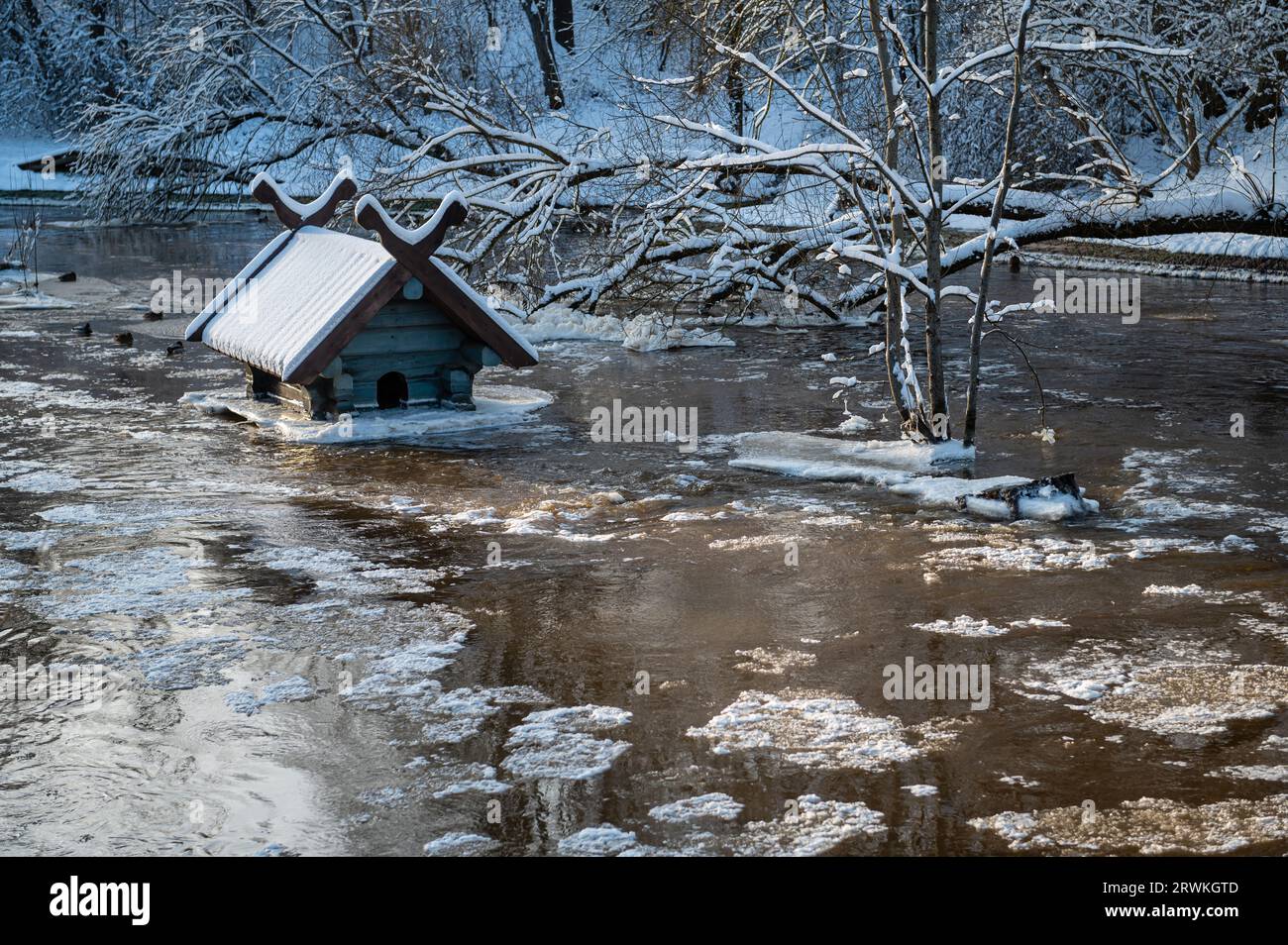 spring floods and ice melt in a small river, waterfowl feeder flooded ...