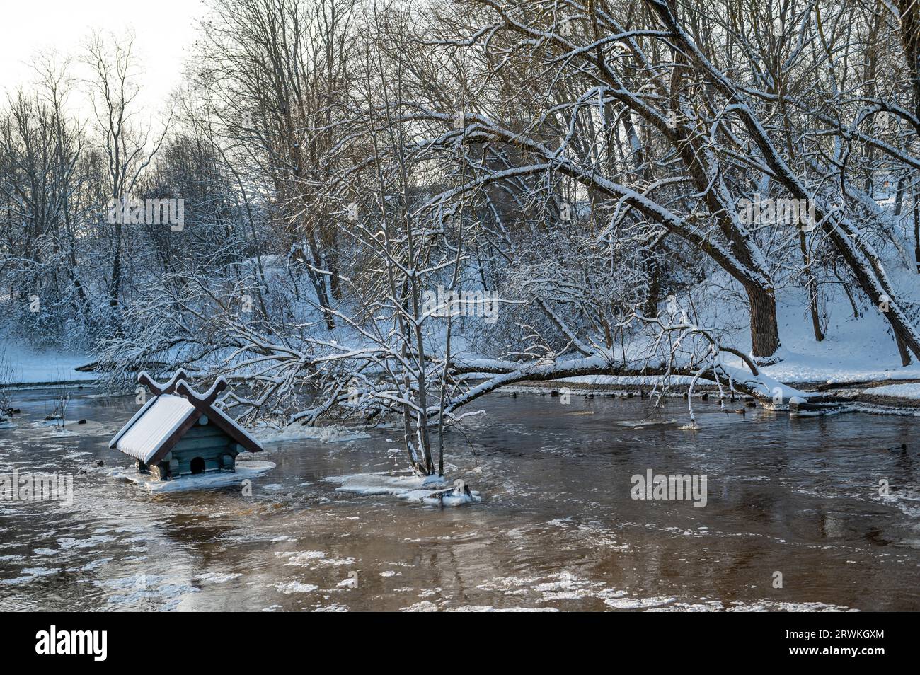 spring floods and ice melt in a small river, waterfowl feeder flooded ...