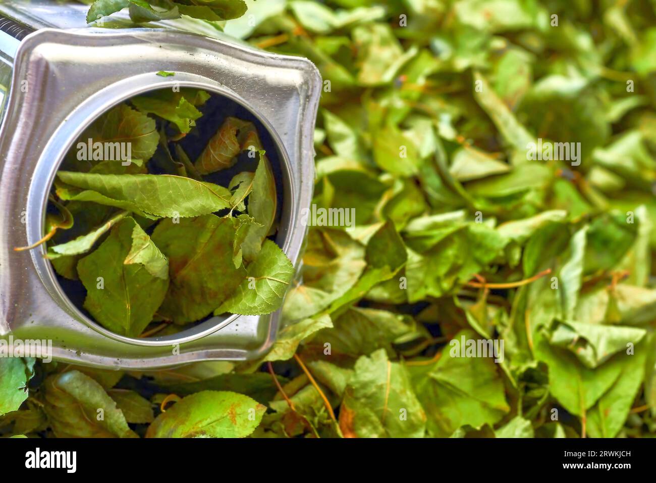 Tea leaves packing hi-res stock photography and images - Alamy