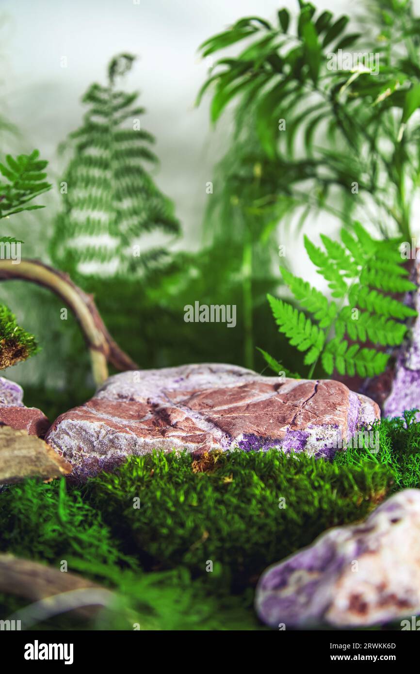 Natural rock podium in the forest with fern and moss. Empty showcase ...