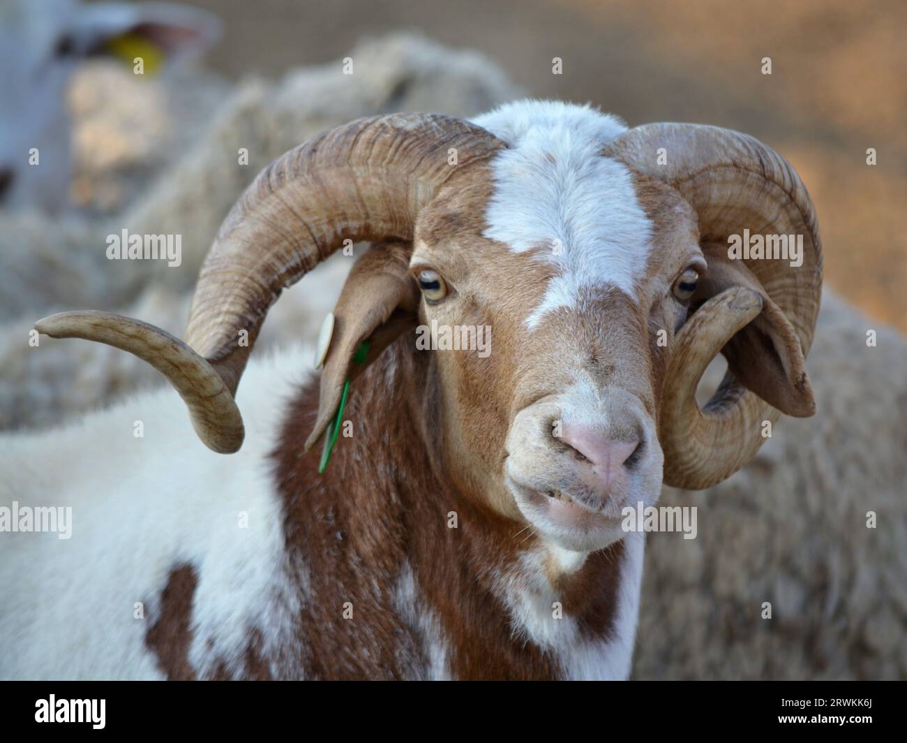This picture showcases the beauty of nature in this sheep. It ...
