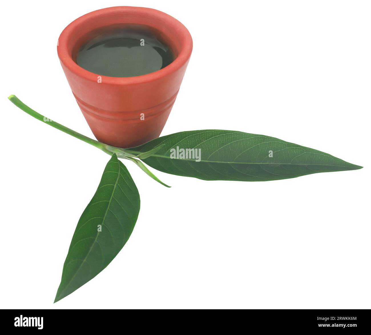 Ayurvedic Vasica leaves with extract in a clay pottery Stock Photo - Alamy