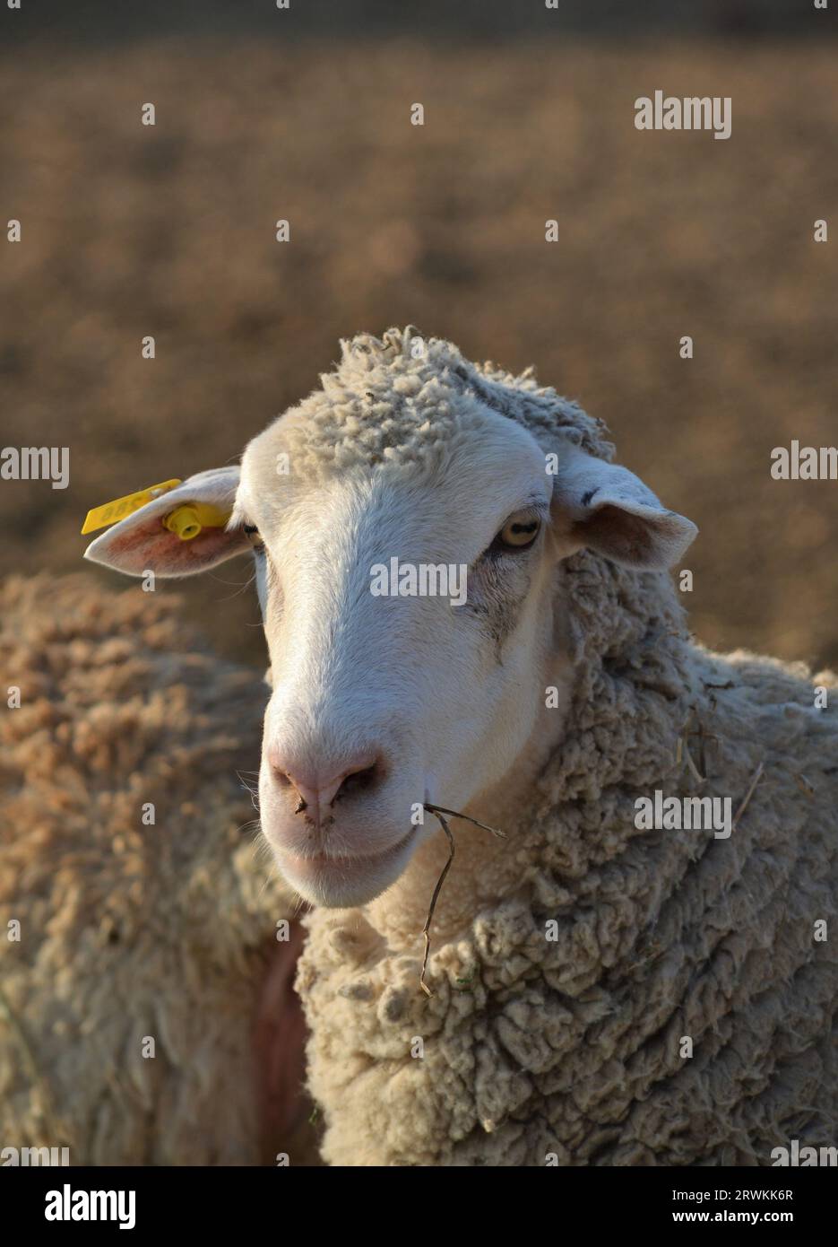 This sheep is eating something. it appears to be very happy and looks ...