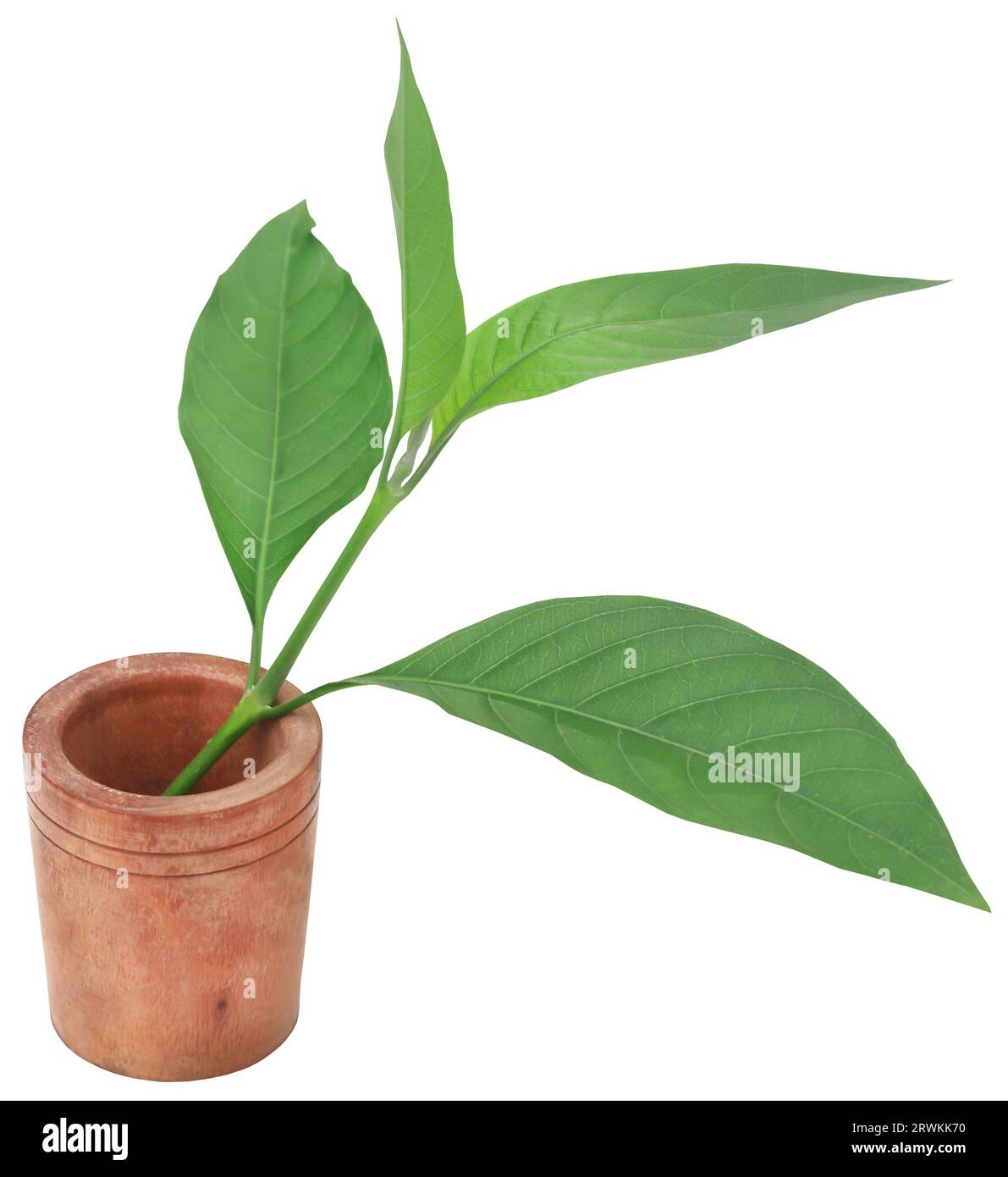 Green Ayurvedic Vasica leaves closeup Stock Photo - Alamy