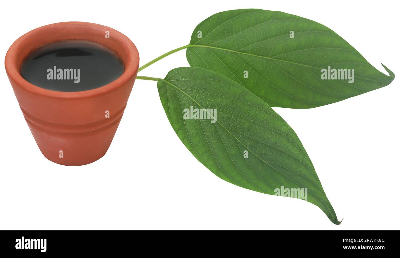 Ayurvedic Vasica leaves with extract in a clay pottery Stock Photo - Alamy
