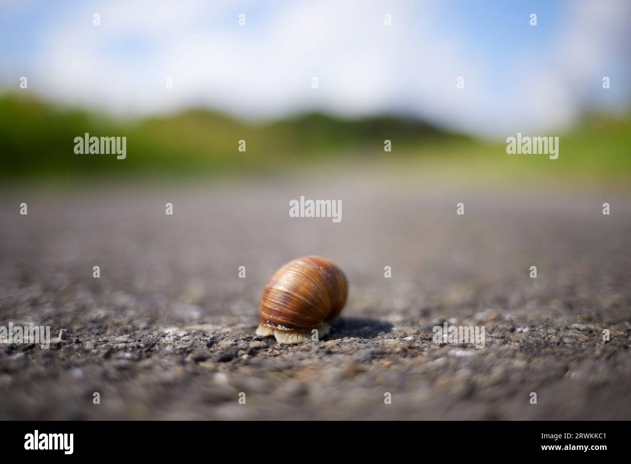 Helicoidea, Helix, Helix pomatia, Roman snail on an asphalt way, hidden ...