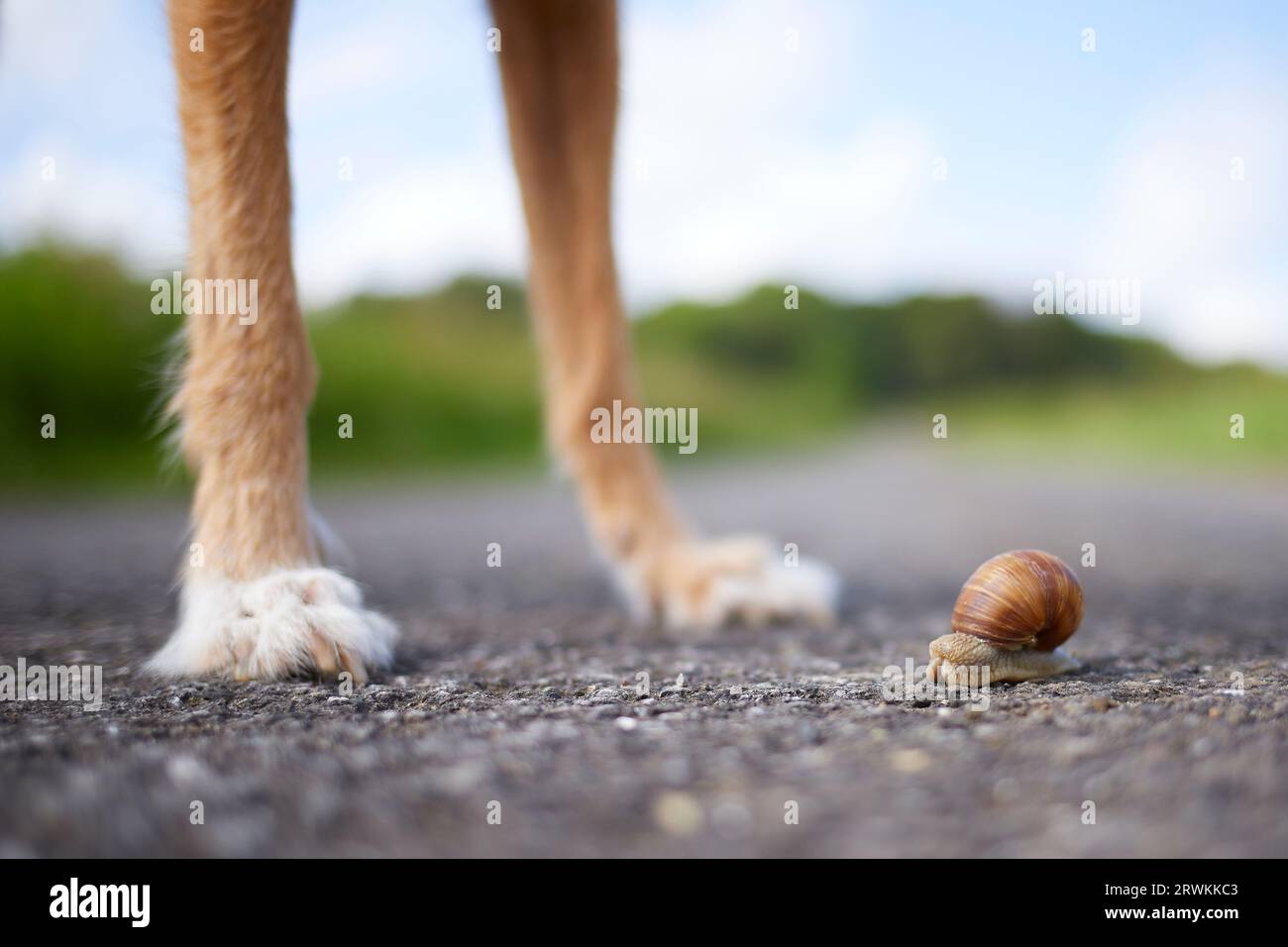 Pelvic pod hi-res stock photography and images - Alamy