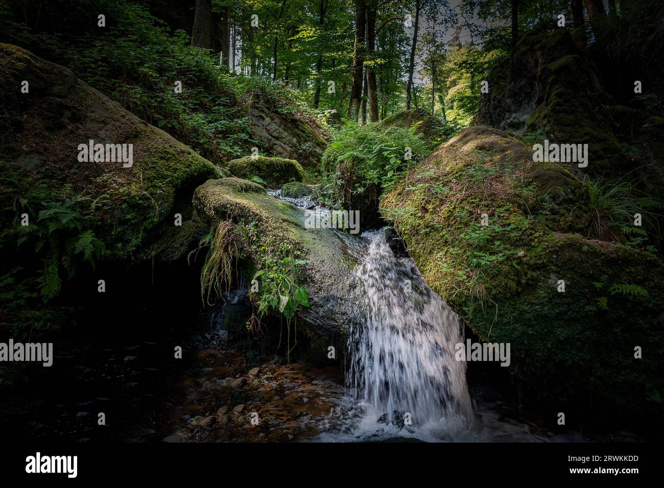 The beautiful nature in the Mullerthal region of Luxembourg, nearby the ...
