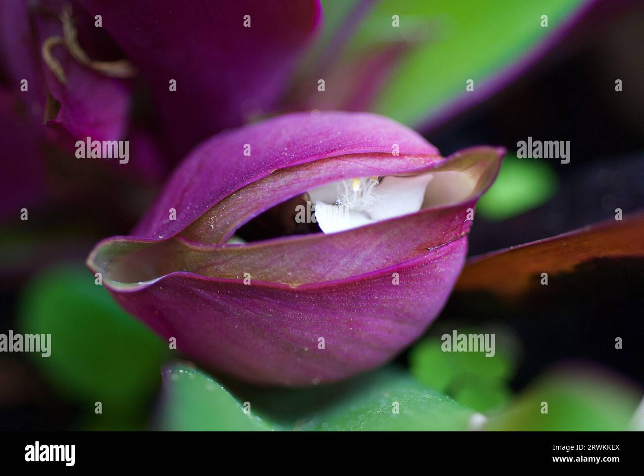 Blossoming Moses-in-the-cradle Plant Stock Photo - Alamy