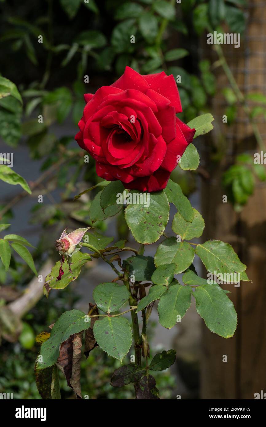 Royal William Rose growing in a garden in Newquay in Cornwall in the UK ...