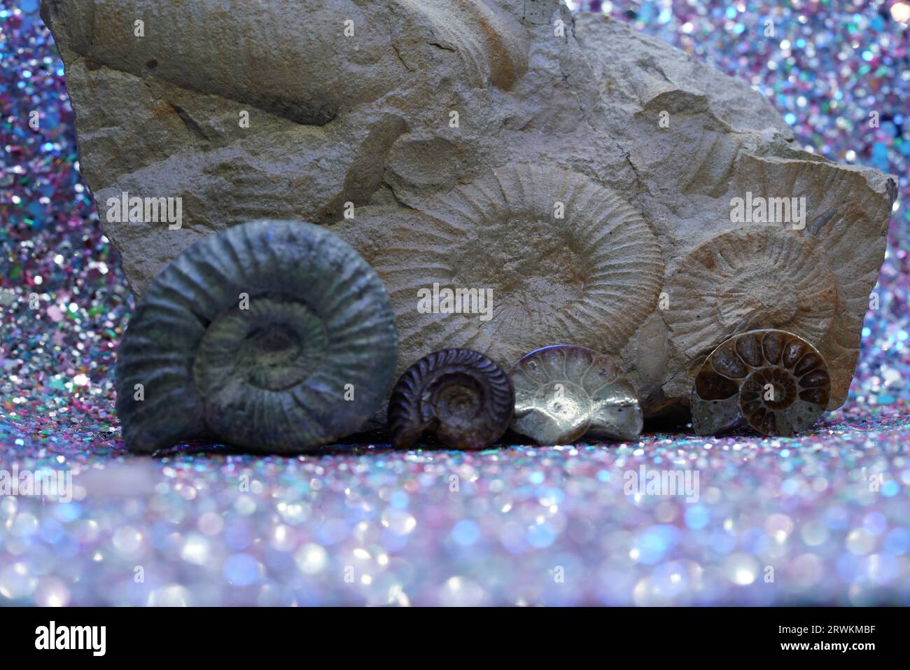 Ammonite is a fossil of a squid, photographed in close-up in the studio ...