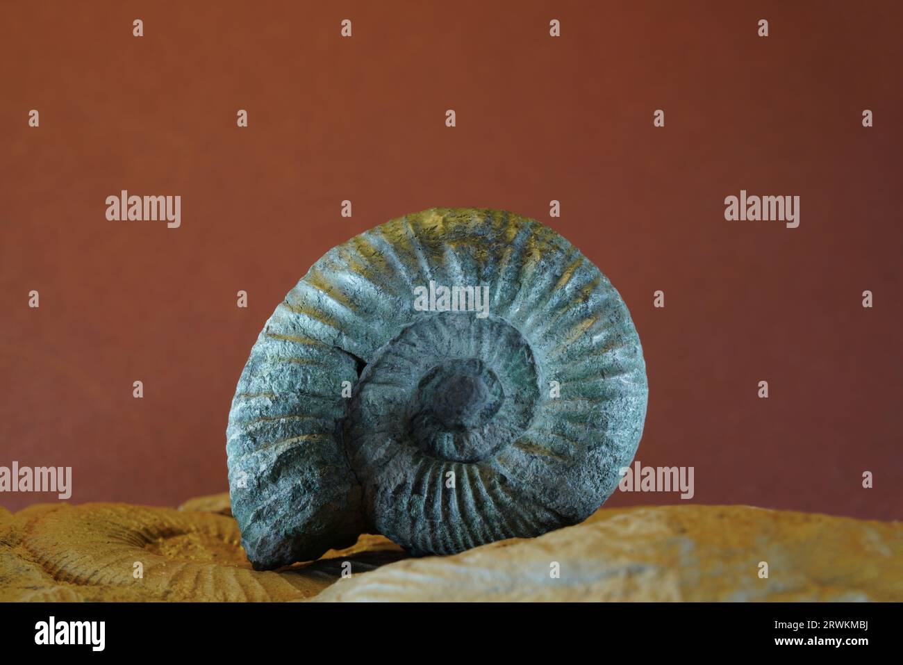 Ammonite is a fossil of a squid, photographed in close-up in the studio ...