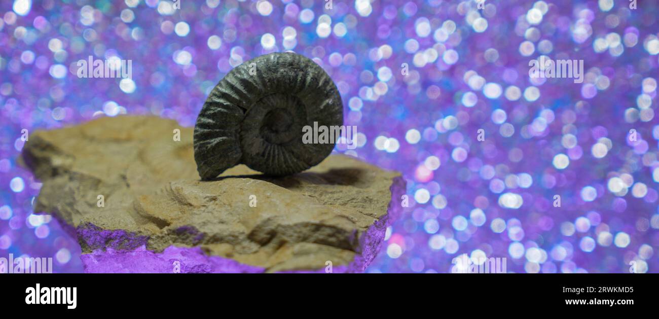 Ammonite is a fossil of a squid, photographed in close-up in the studio ...