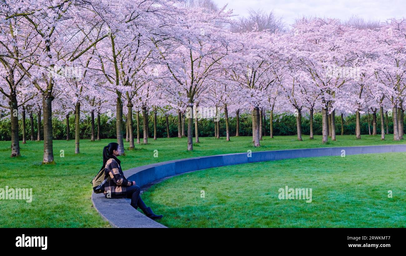 Kersenbloesempark Flower Park There are 400 cherry trees in Amsterdamse ...