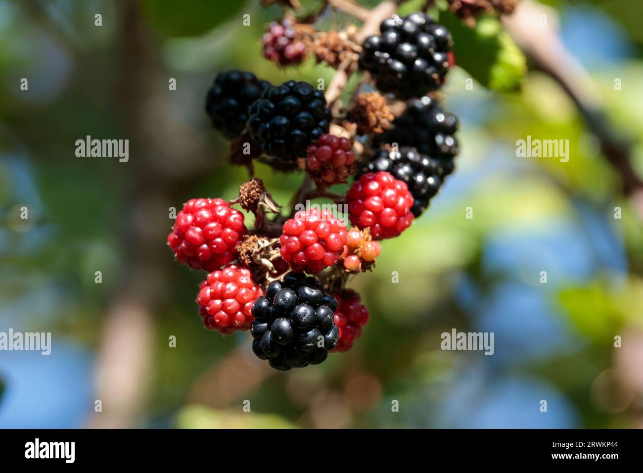 Blackberries in red and dark purple growing on brambles has multiple ...