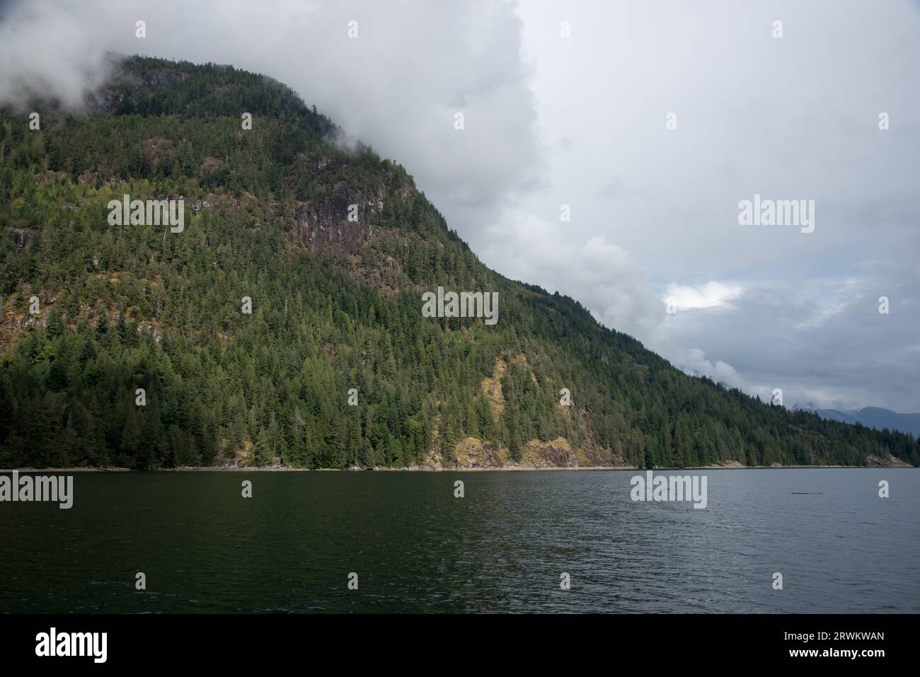 Lush rainforest is covering the calm waters of Inland Passage between ...
