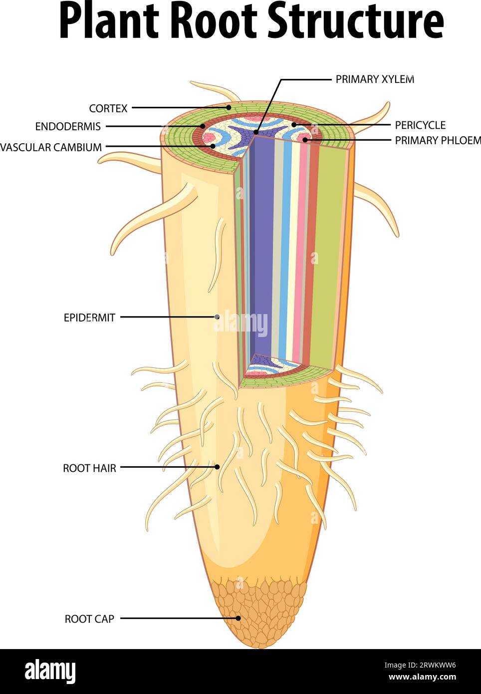 Plant Root Diagram