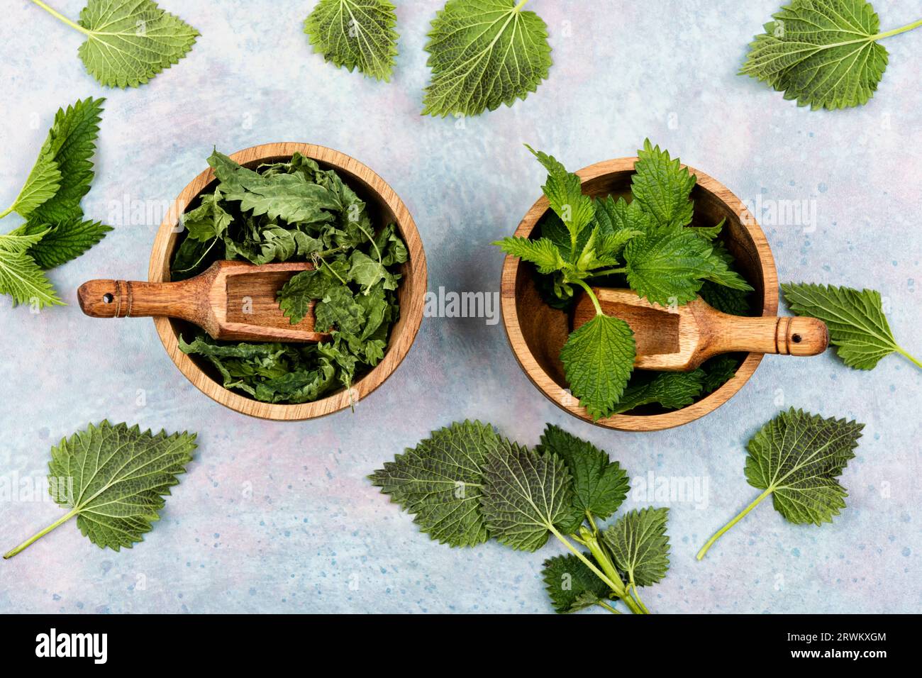 Fresh and dried organic nettles in mortar, homeopathic herbs. Herbal ...