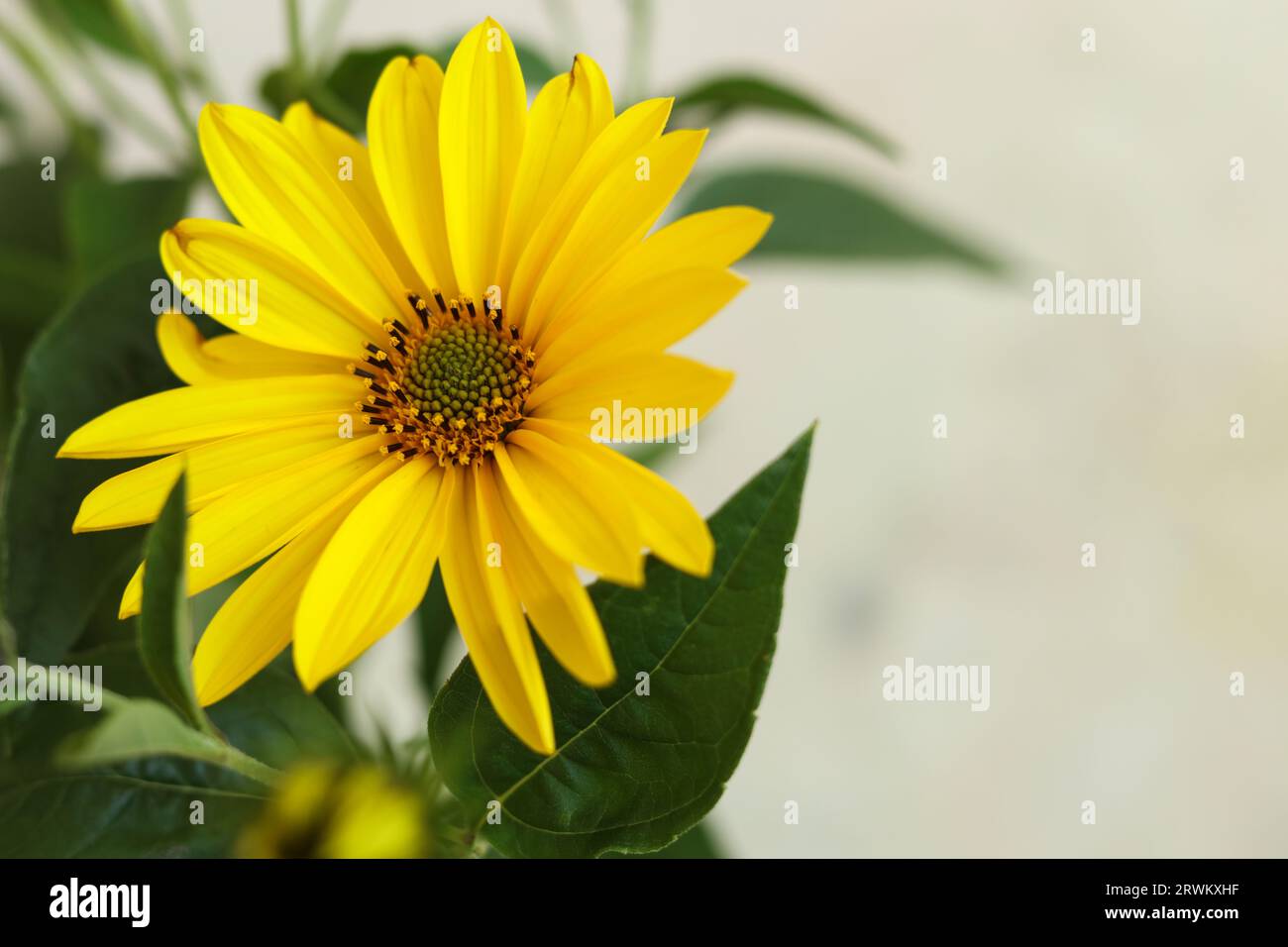 a bouquet of The Jerusalem artichoke, also called sunroot, sunchoke ...