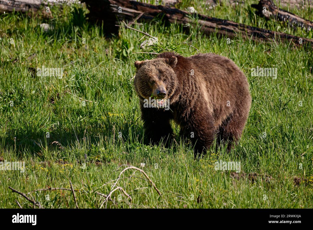 Grizzly bear sow, Ursus arctos horribilis, Yellowstone National Park ...