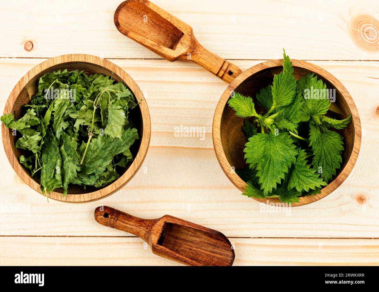 Raw and dried nettle leaves and wooden spoon. Medicinal plant. Herbal ...