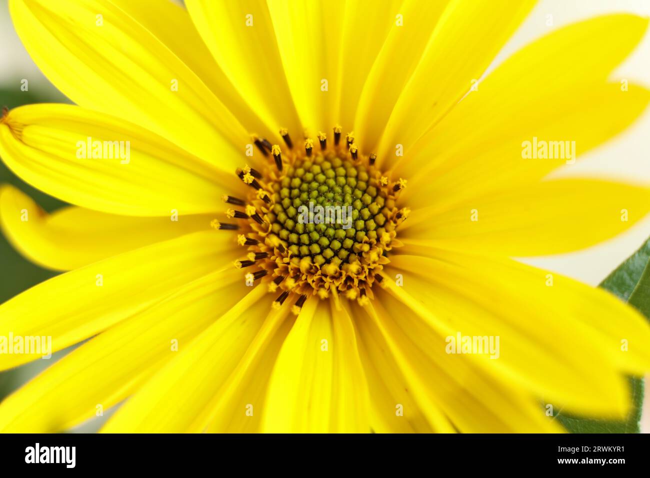 selective focus macro of The Jerusalem artichoke, also called sunroot ...