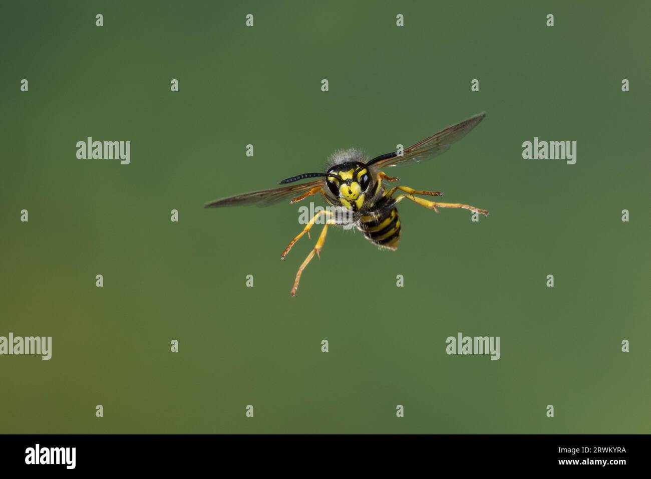 Deutsche Wespe, Wespe, Flug, Flugbild, fliegend, Vespula germanica ...