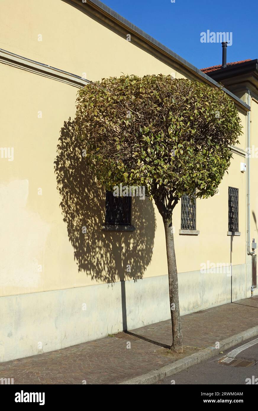 trimmed tree on sidewalk casting shadow on building wall Stock Photo ...