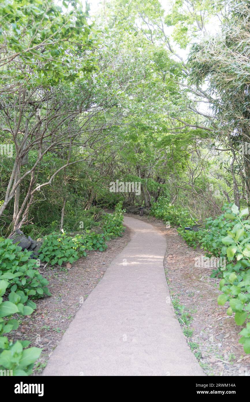 A paved path that bends towards the left, covered by a thin canopy of ...