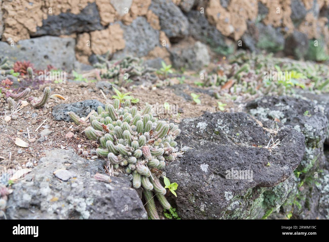 Plant growing out of rocks hi-res stock photography and images - Alamy