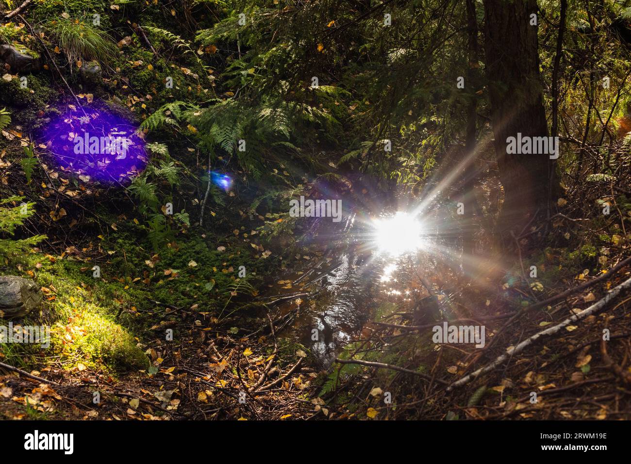 PFAS above guideline values i n a forest, the sun is reflected in the ...